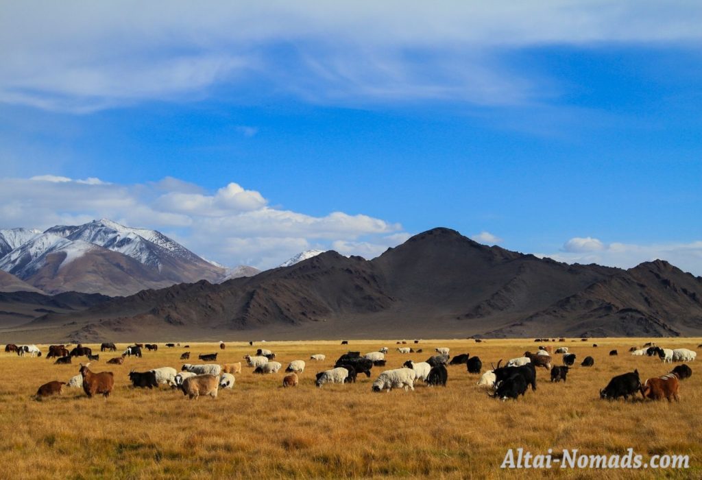 Why choose us - Altai Nomads Travel