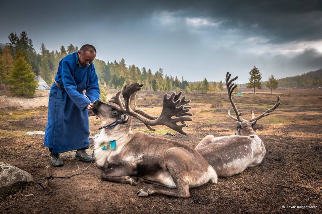 Tsaatan Reindeer nomads of Mongolia,Tour to reindeer people in Mongolia,